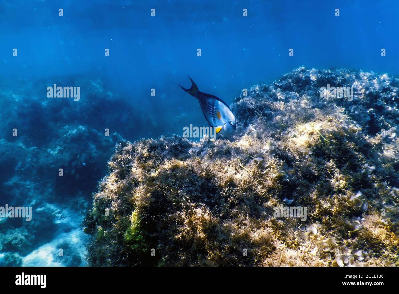 The Sohal Surgeonfish, sohal tang (Acanthurus sohal) Marine life Stock ...