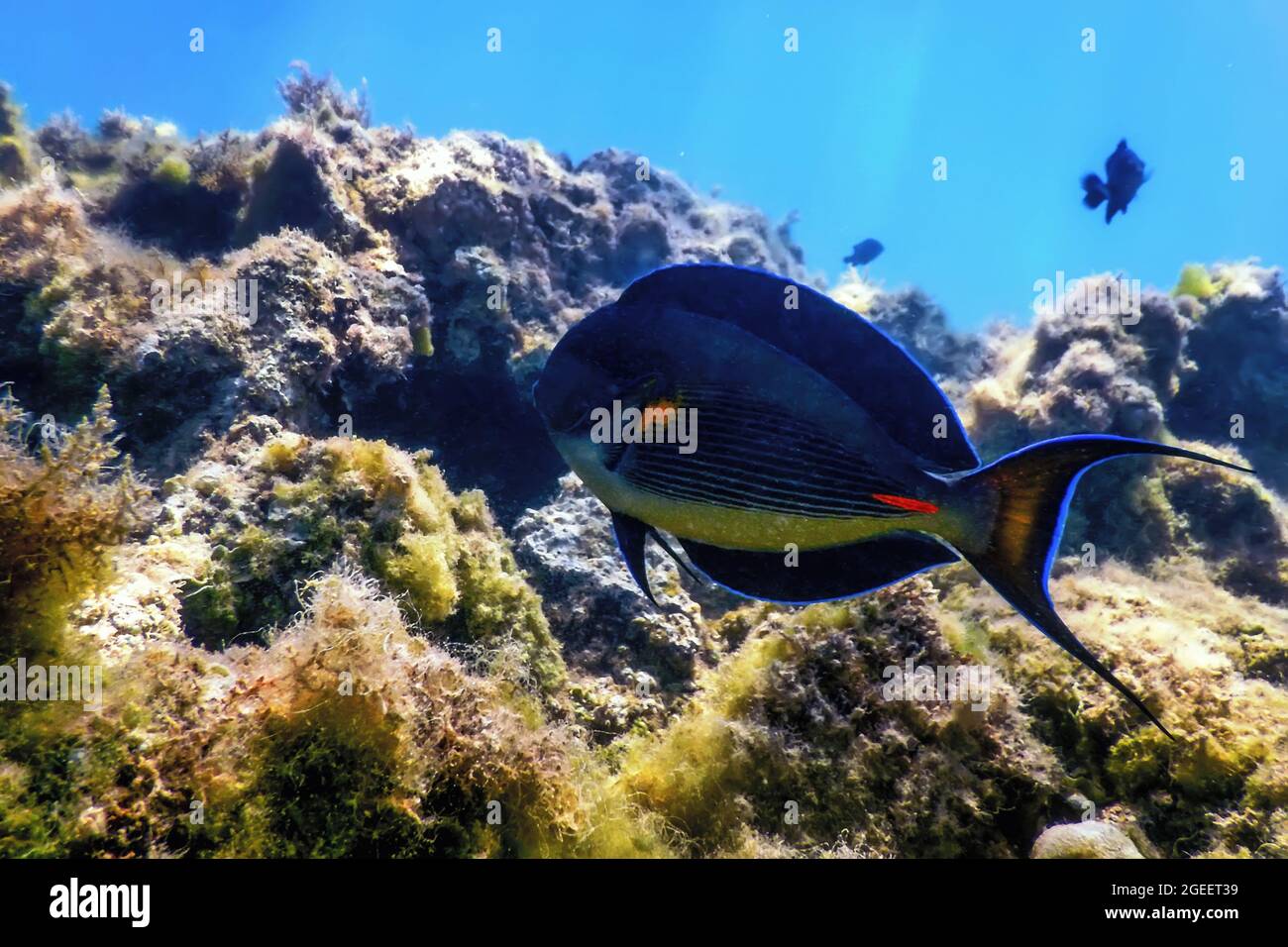 The Sohal Surgeonfish, sohal tang (Acanthurus sohal) Marine life Stock ...