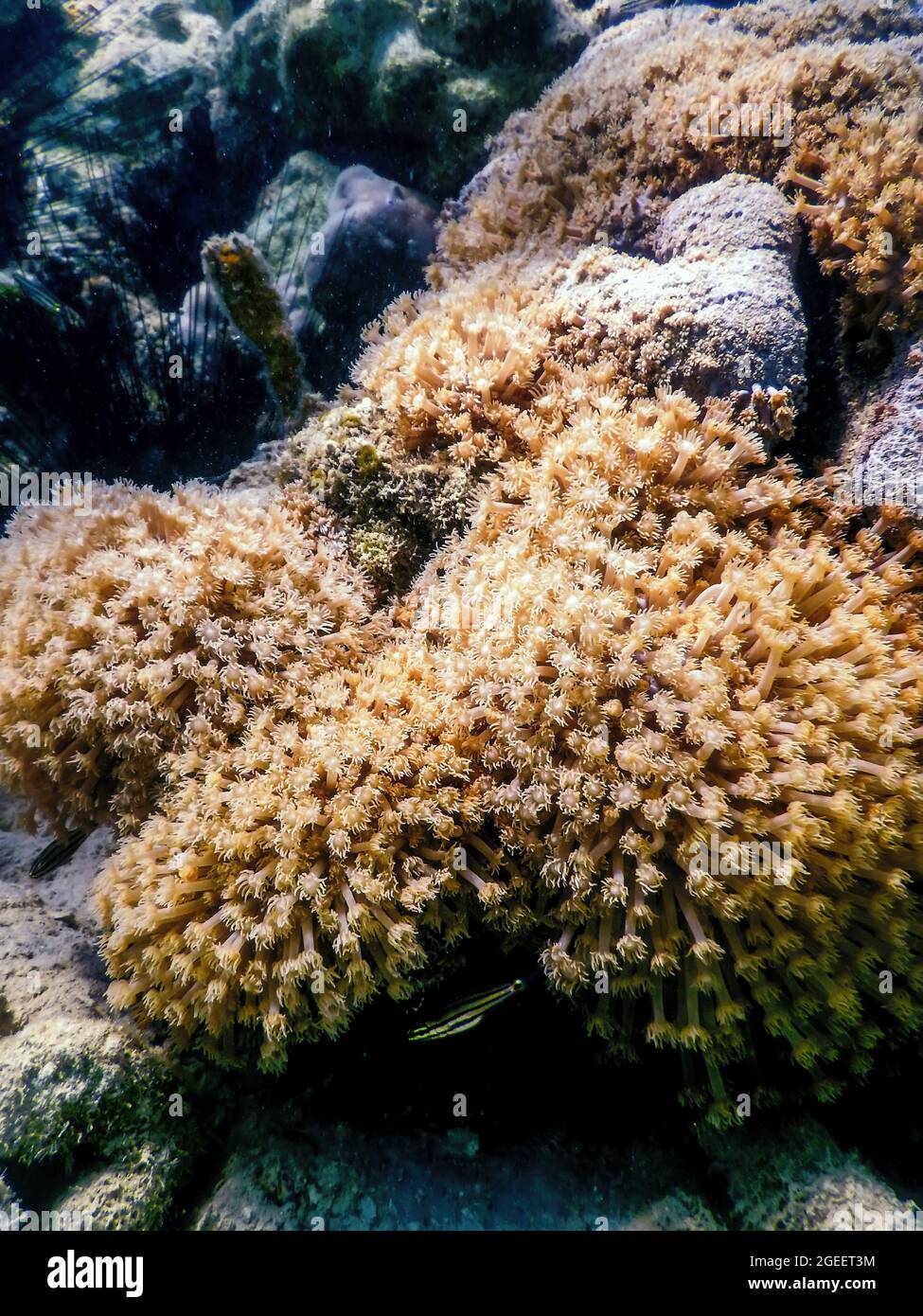 Polyps of the coral, Underwater landscape reef, Blue underwater ...