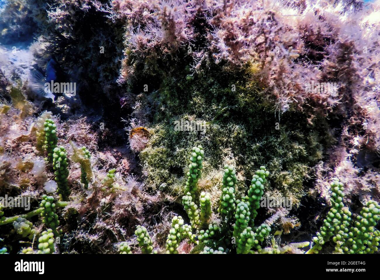 Underwater landscape reef with algae, Blue underwater background Stock ...