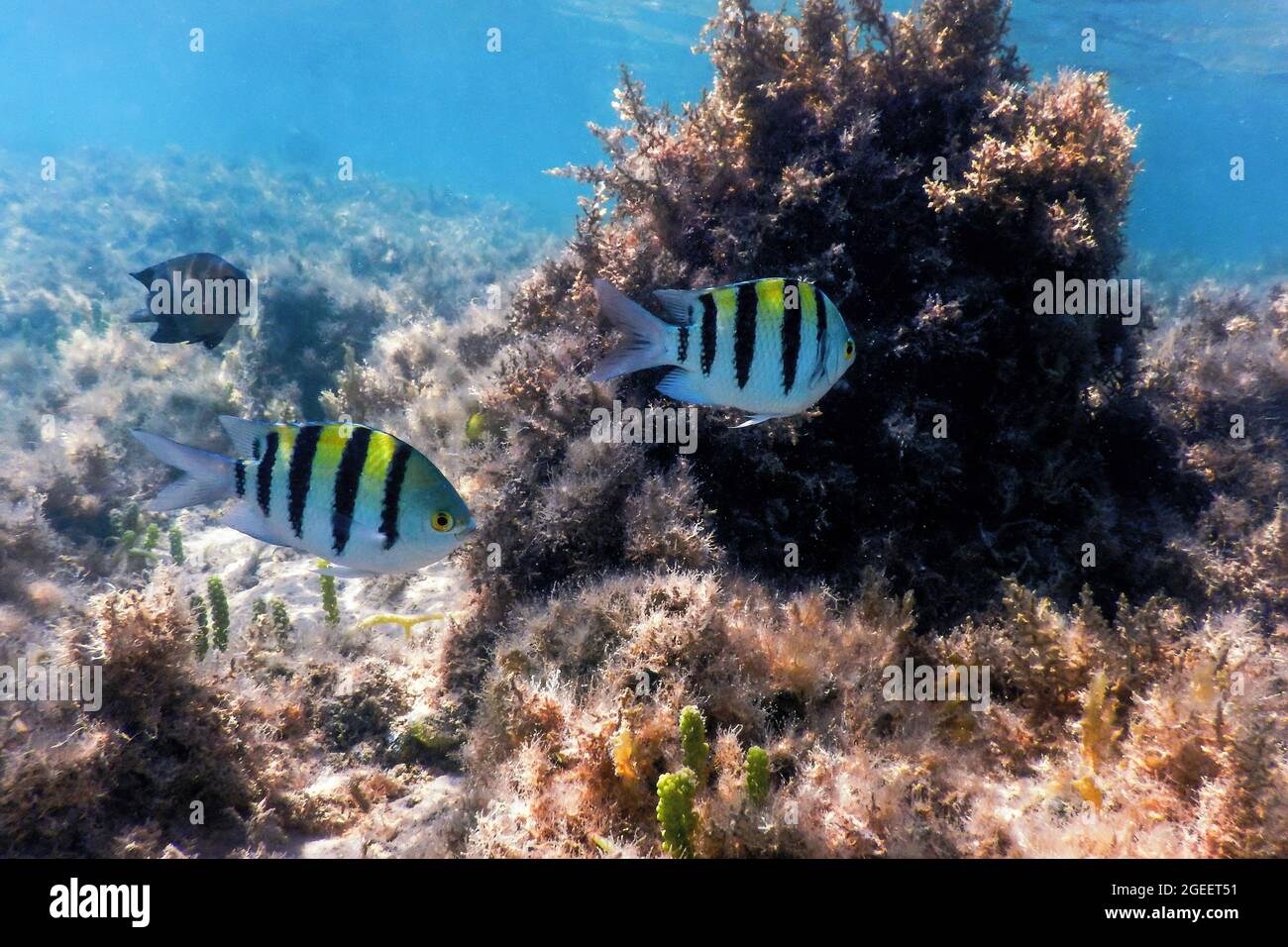 Sergeant major fish (Abudefduf saxatilis) Underwater background, Marine ...