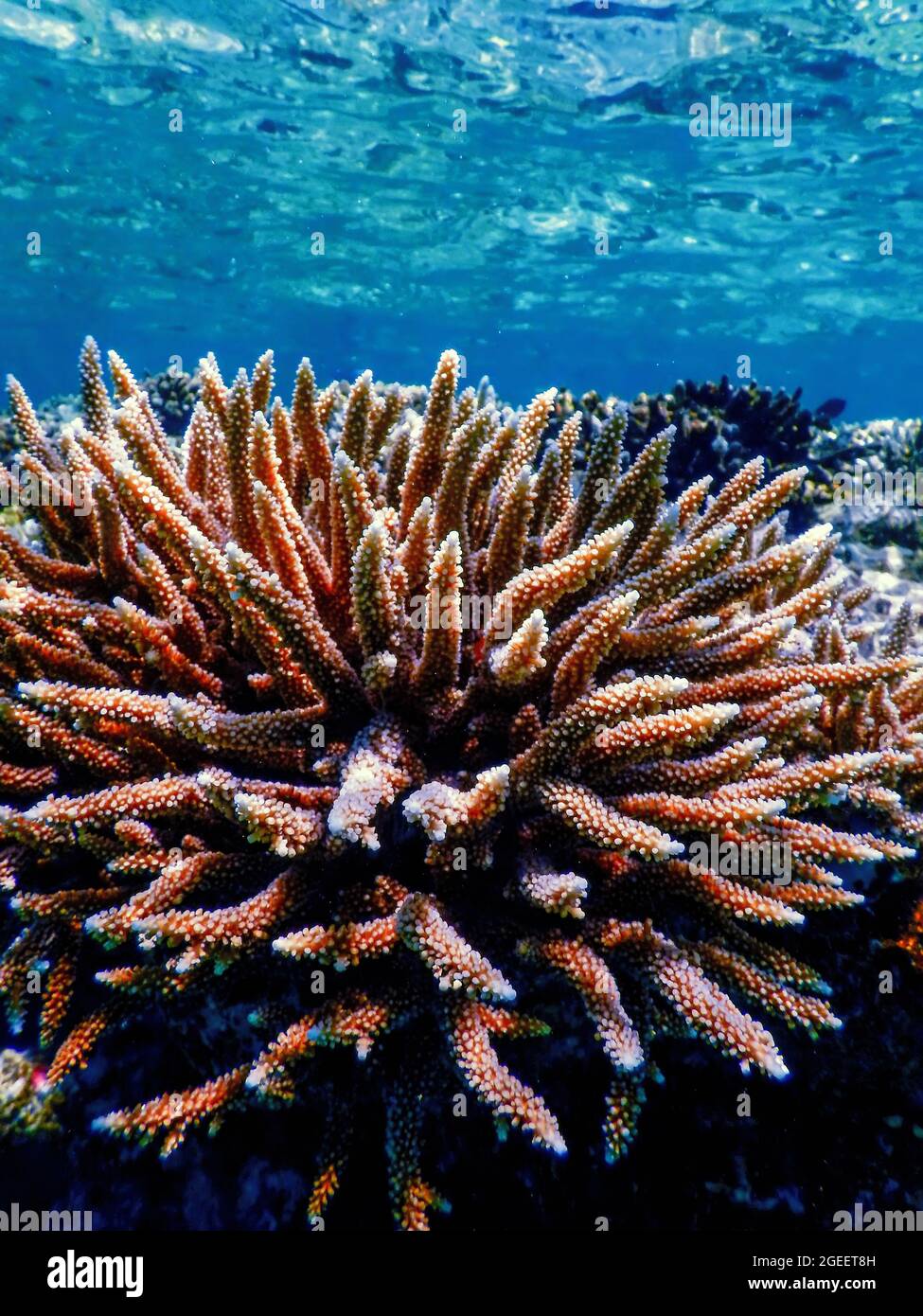 Coral texture underwater, Coral reef texture, Tropical waters, Marine ...