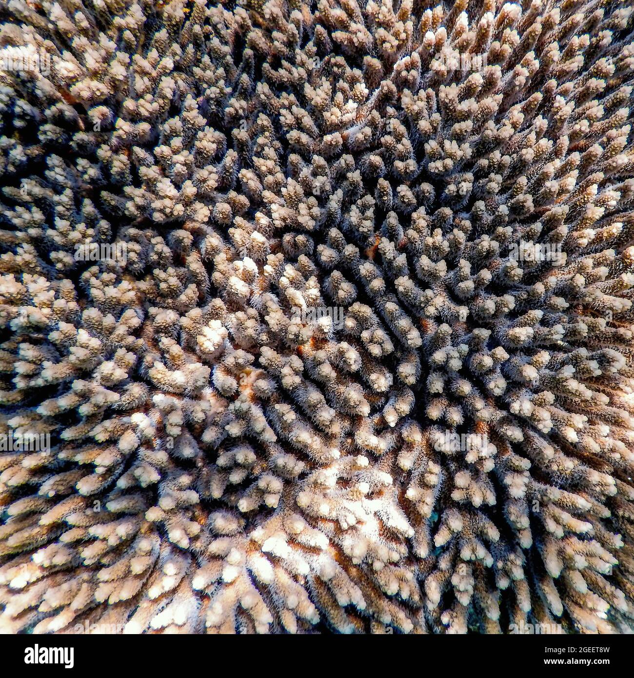 Coral texture underwater, Coral reef texture, Tropical waters, Marine ...