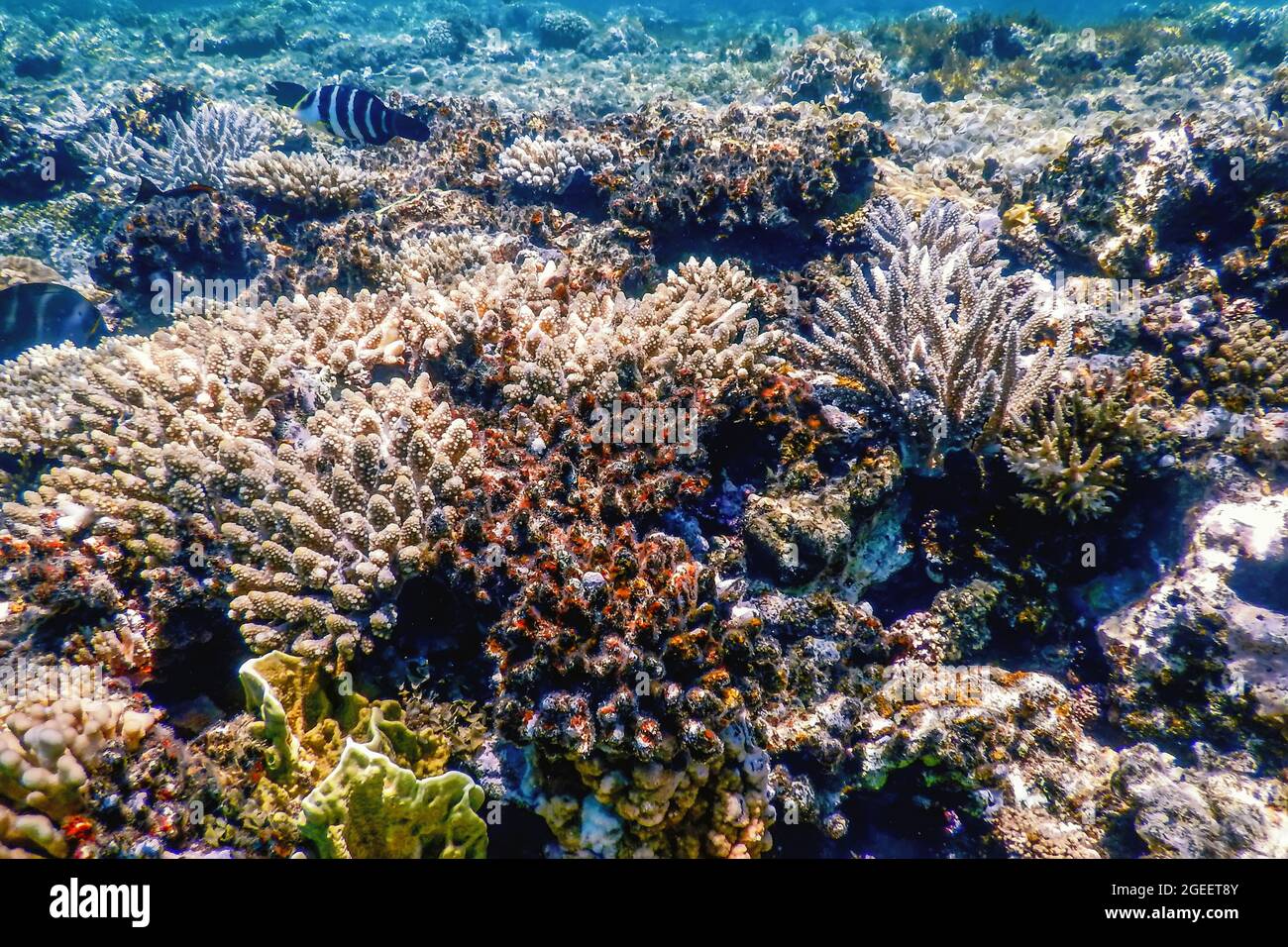 Coral texture underwater, Coral reef texture, Tropical waters, Marine ...