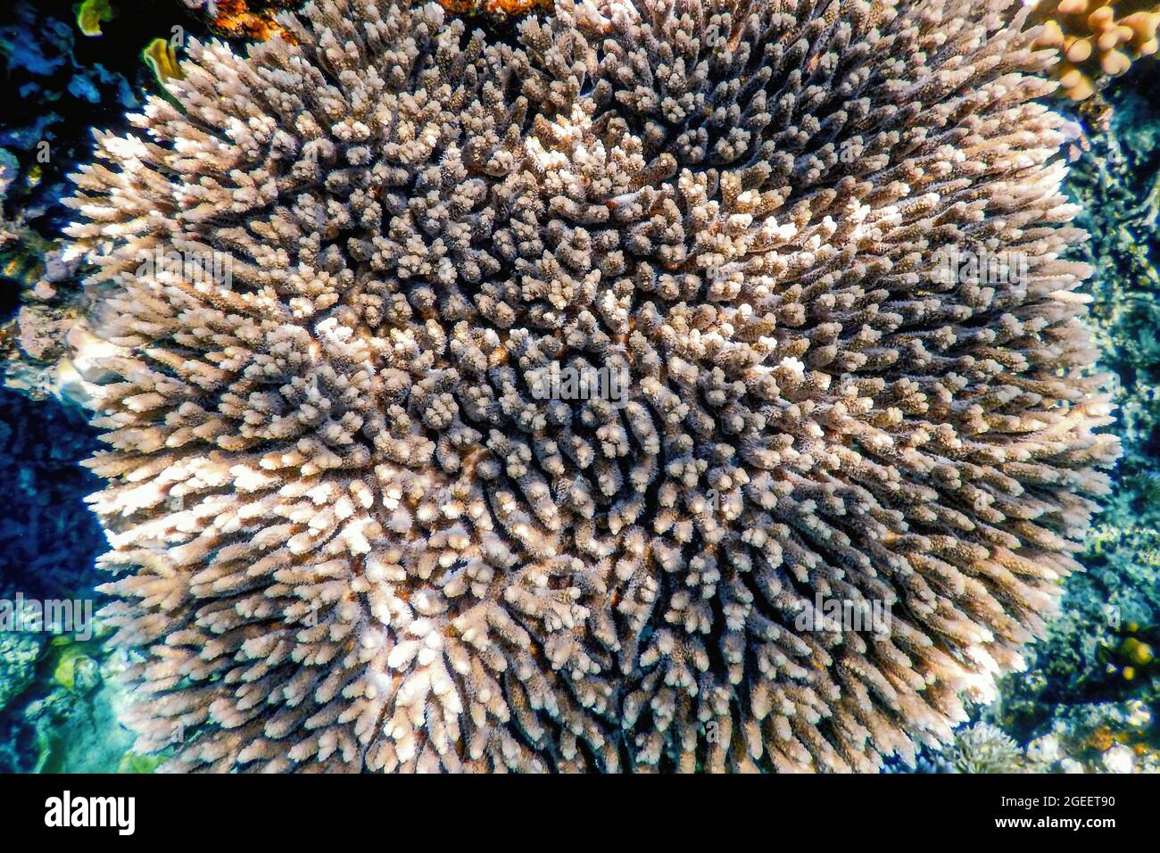 Coral texture underwater, Coral reef texture, Tropical waters, Marine ...