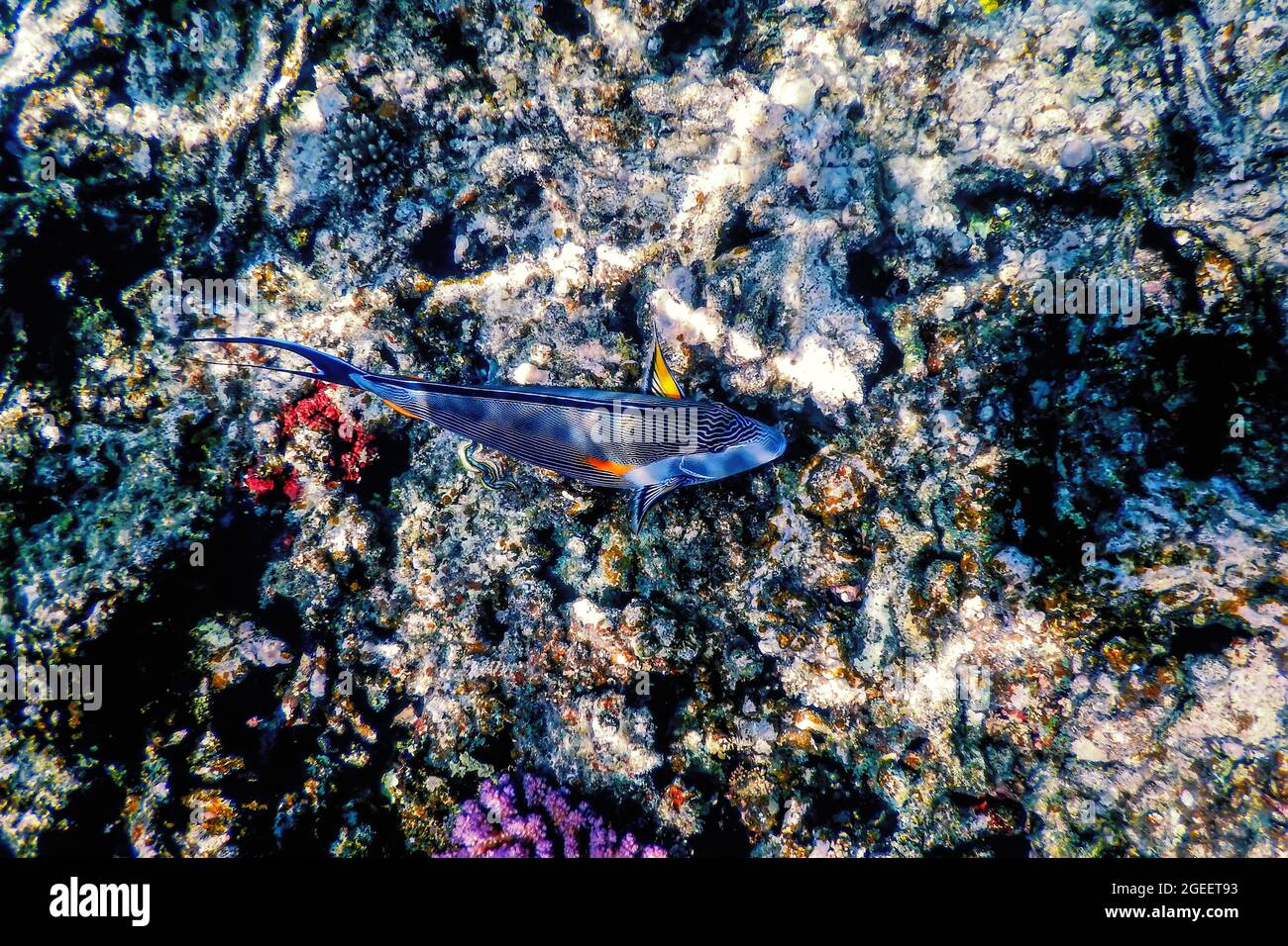 The Sohal Surgeonfish, sohal tang (Acanthurus sohal) Marine life Stock ...