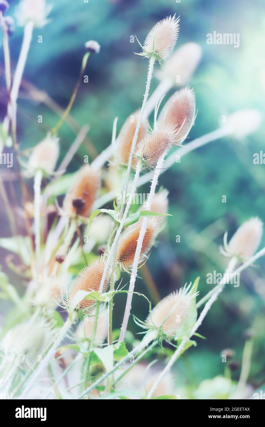Nature background. Selective focus. Close up Stock Photo - Alamy