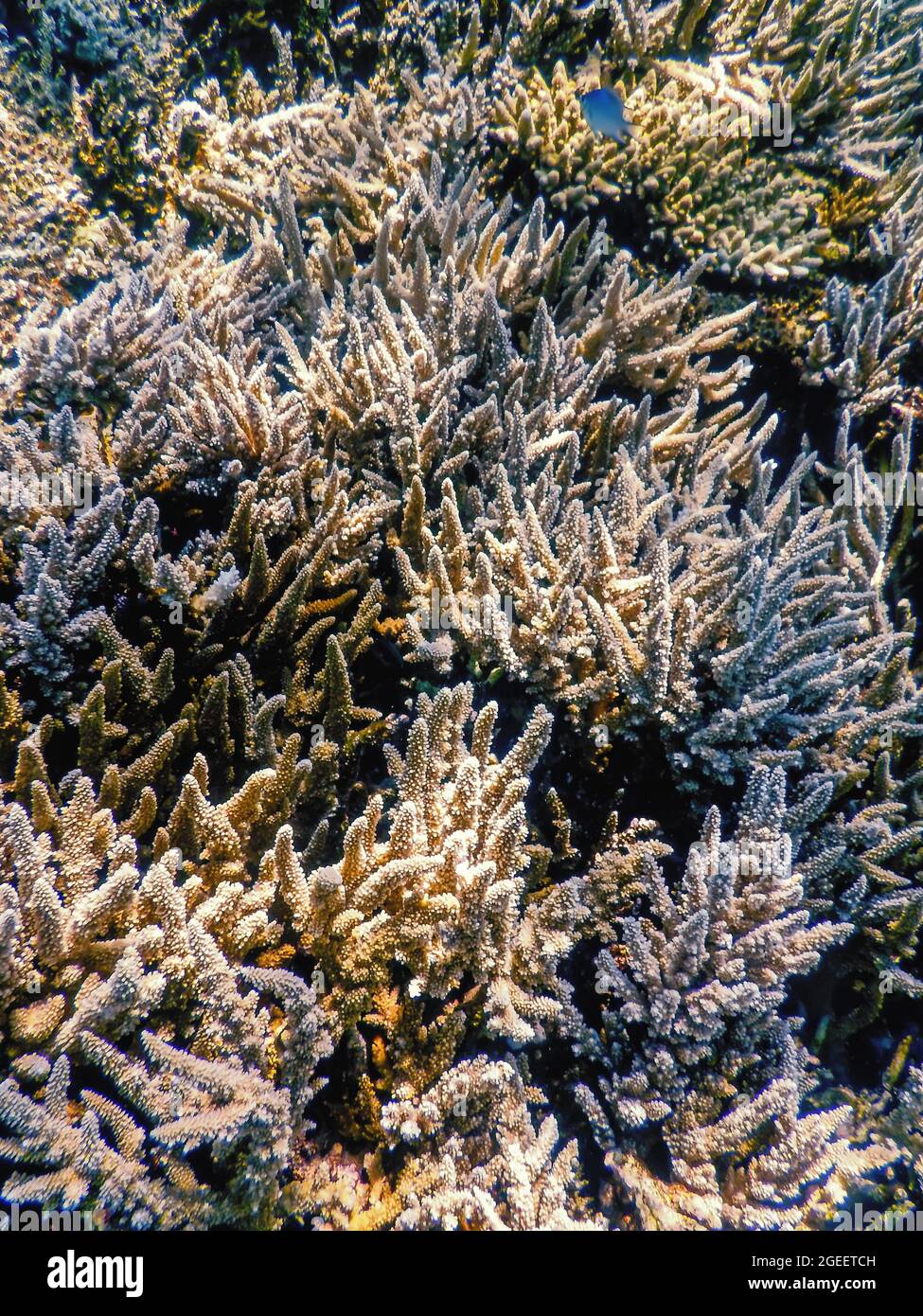 Coral texture underwater, Coral reef texture, Tropical waters, Marine ...