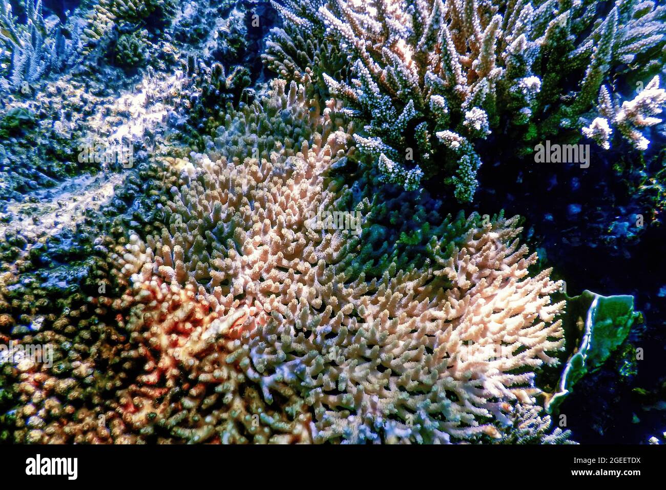 Coral texture underwater, Coral reef texture, Tropical waters, Marine ...