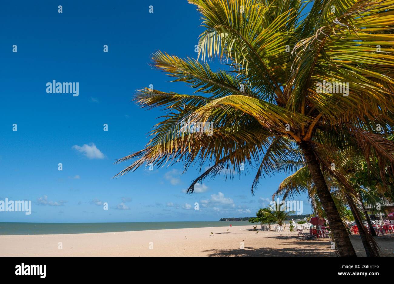 Joao Pessoa, Paraiba, Brazil, on November 5, 2004. Coconut grove on ...