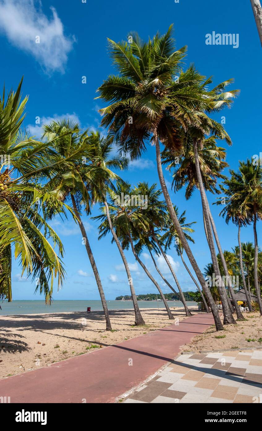 Joao Pessoa, Paraiba, Brazil, on November 5, 2004. Coconut grove on ...