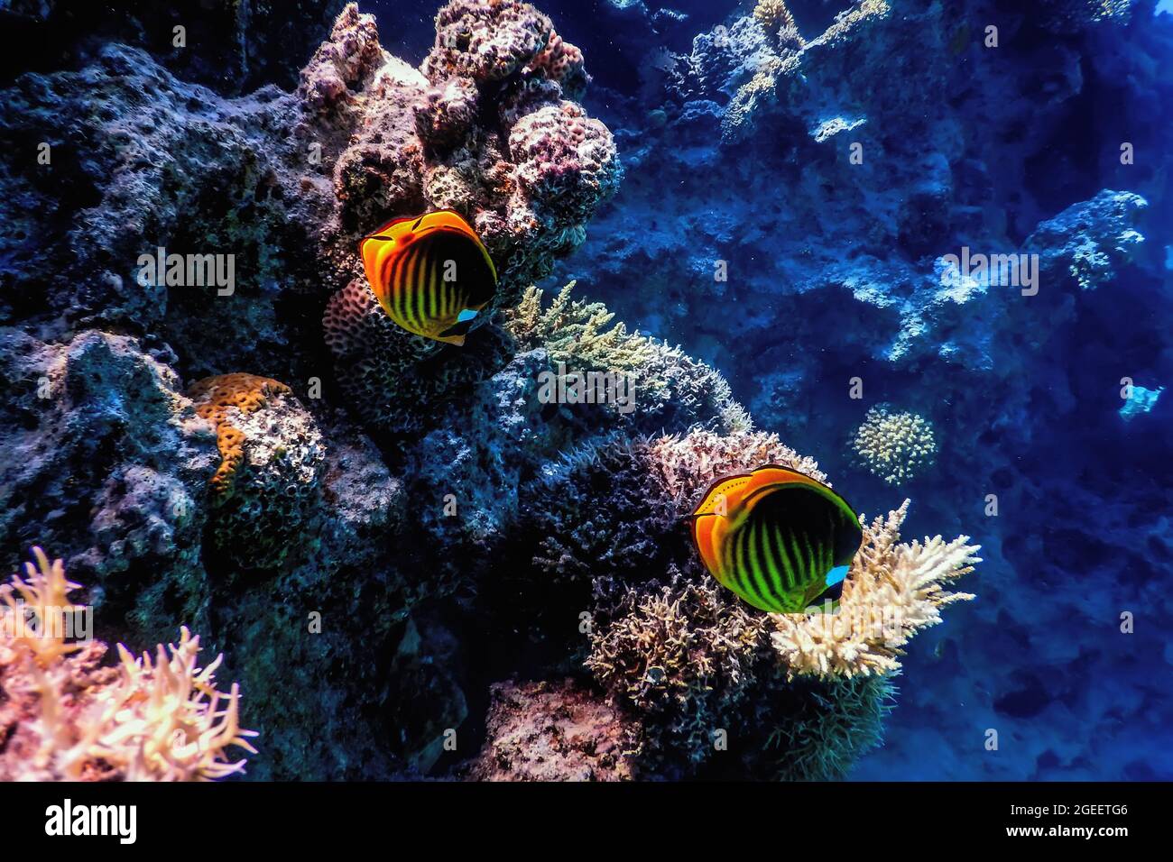 Diagonal butterflyfish (Chaetodon fasciatus) Coral fish, Tropical ...