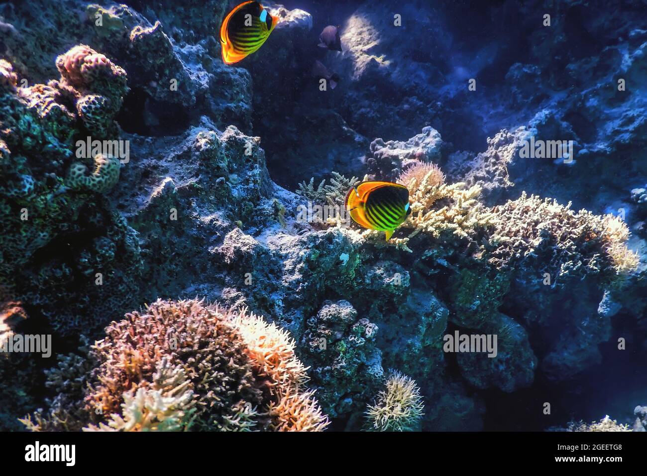 Diagonal butterflyfish (Chaetodon fasciatus) Coral fish, Tropical ...