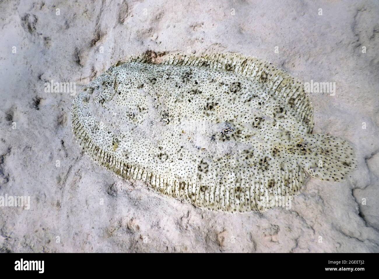 Finless Sole, flatfish camouflaged on sandy seabed (pardachirus ...