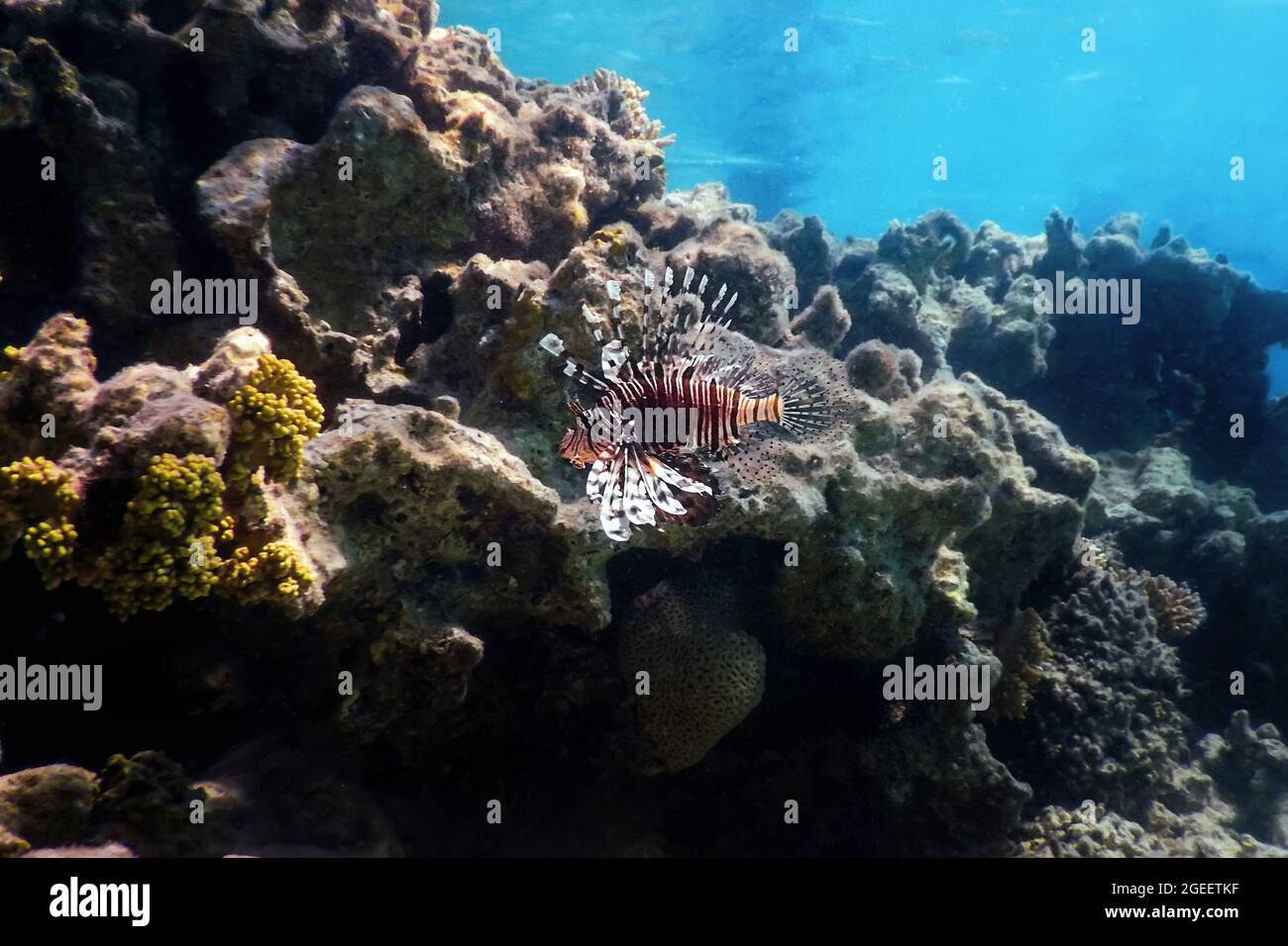 Lionfish venomous coral reef fish, invasive species (Pterois volitans ...