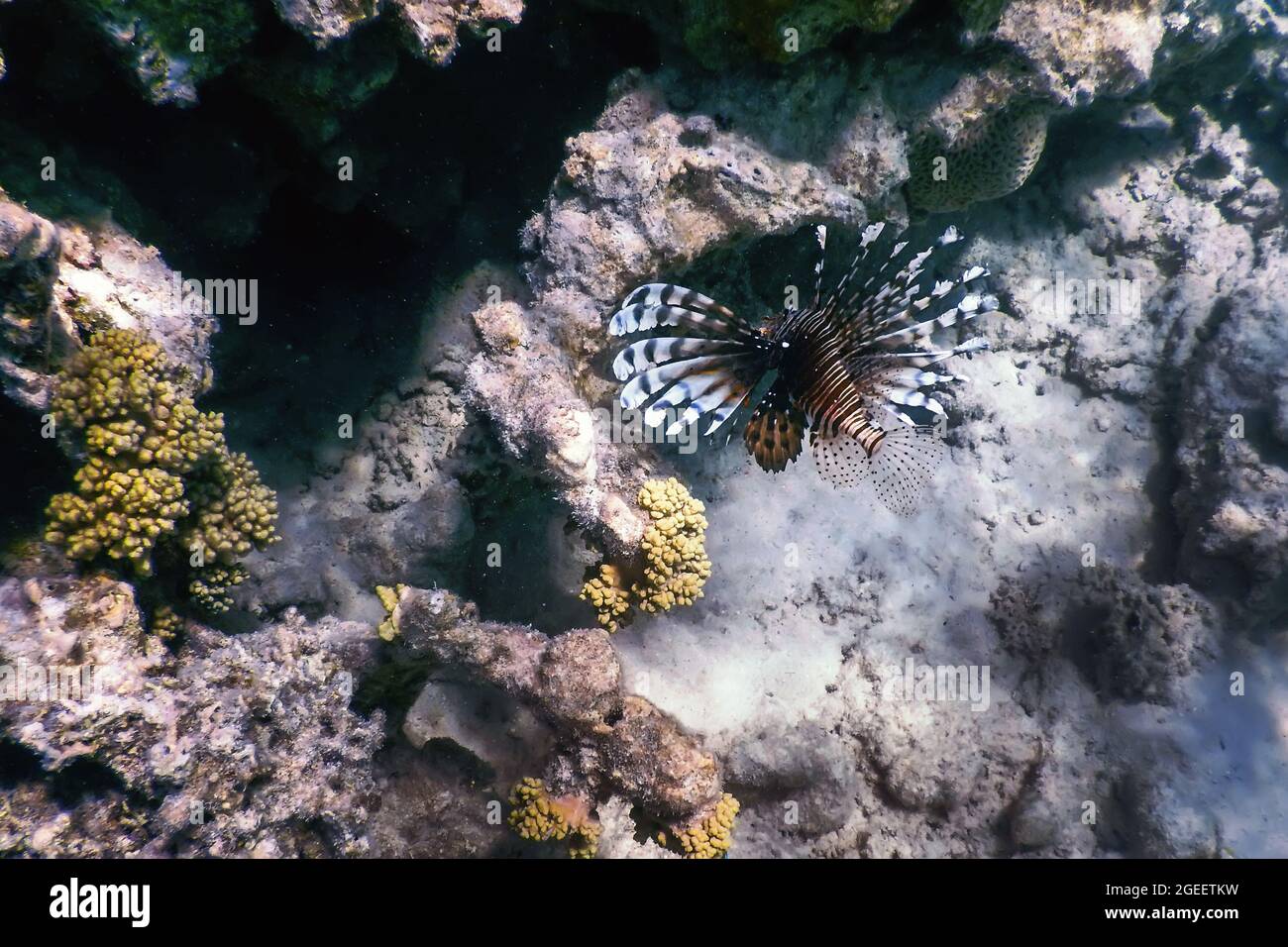 Lionfish venomous coral reef fish, invasive species (Pterois volitans ...