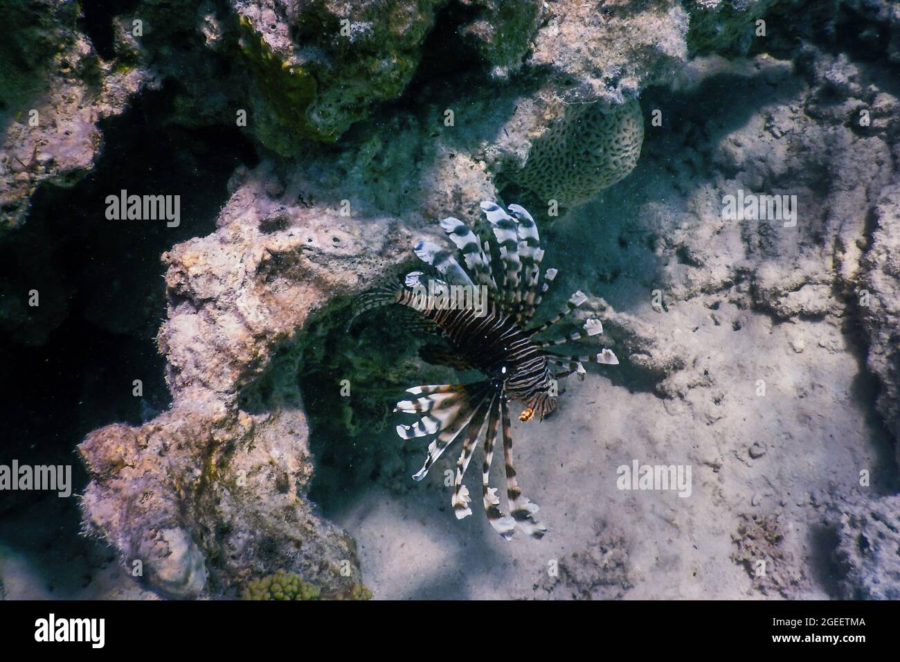 Lionfish venomous coral reef fish, invasive species (Pterois volitans ...