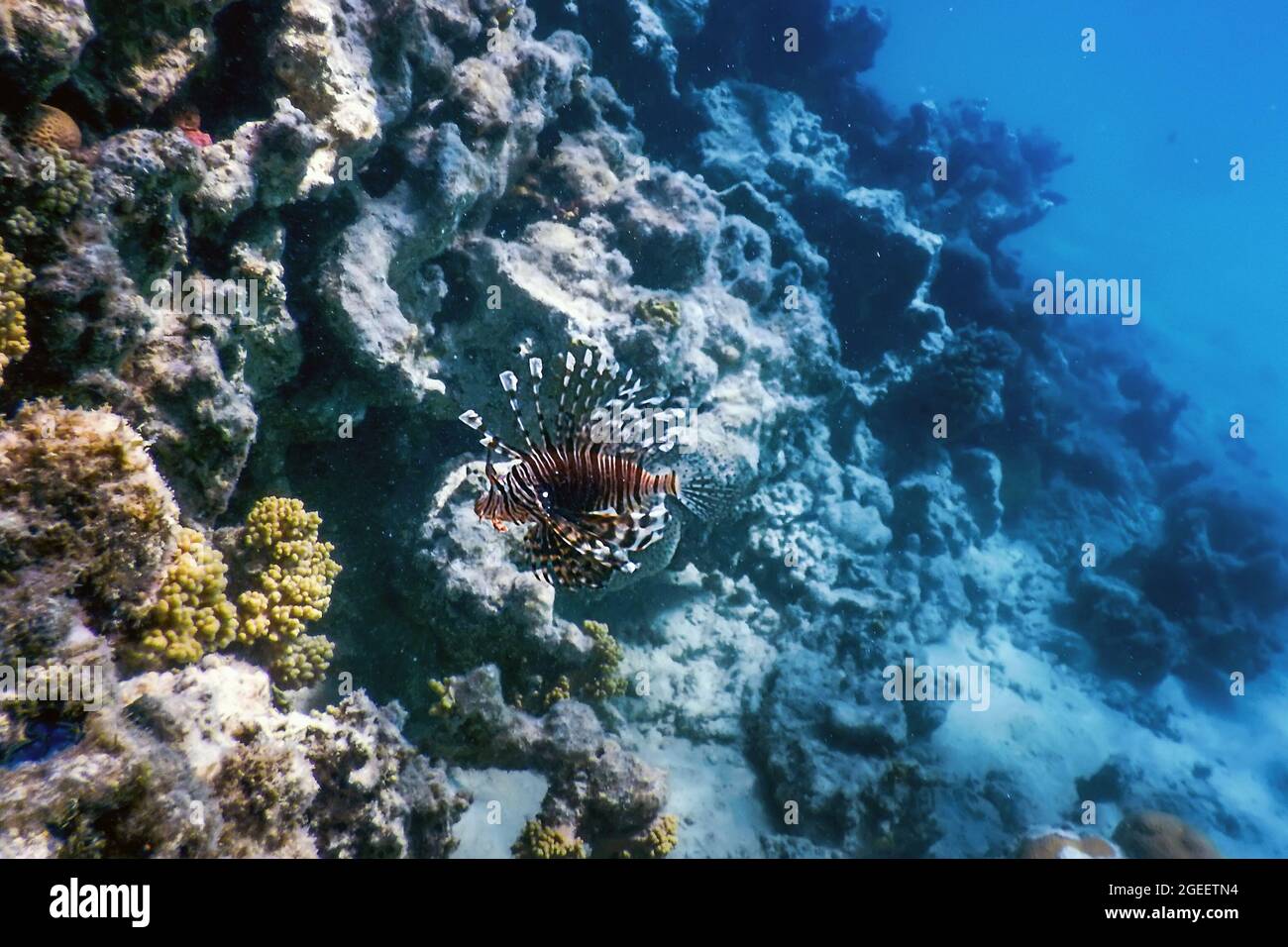 Lionfish venomous coral reef fish, invasive species (Pterois volitans ...