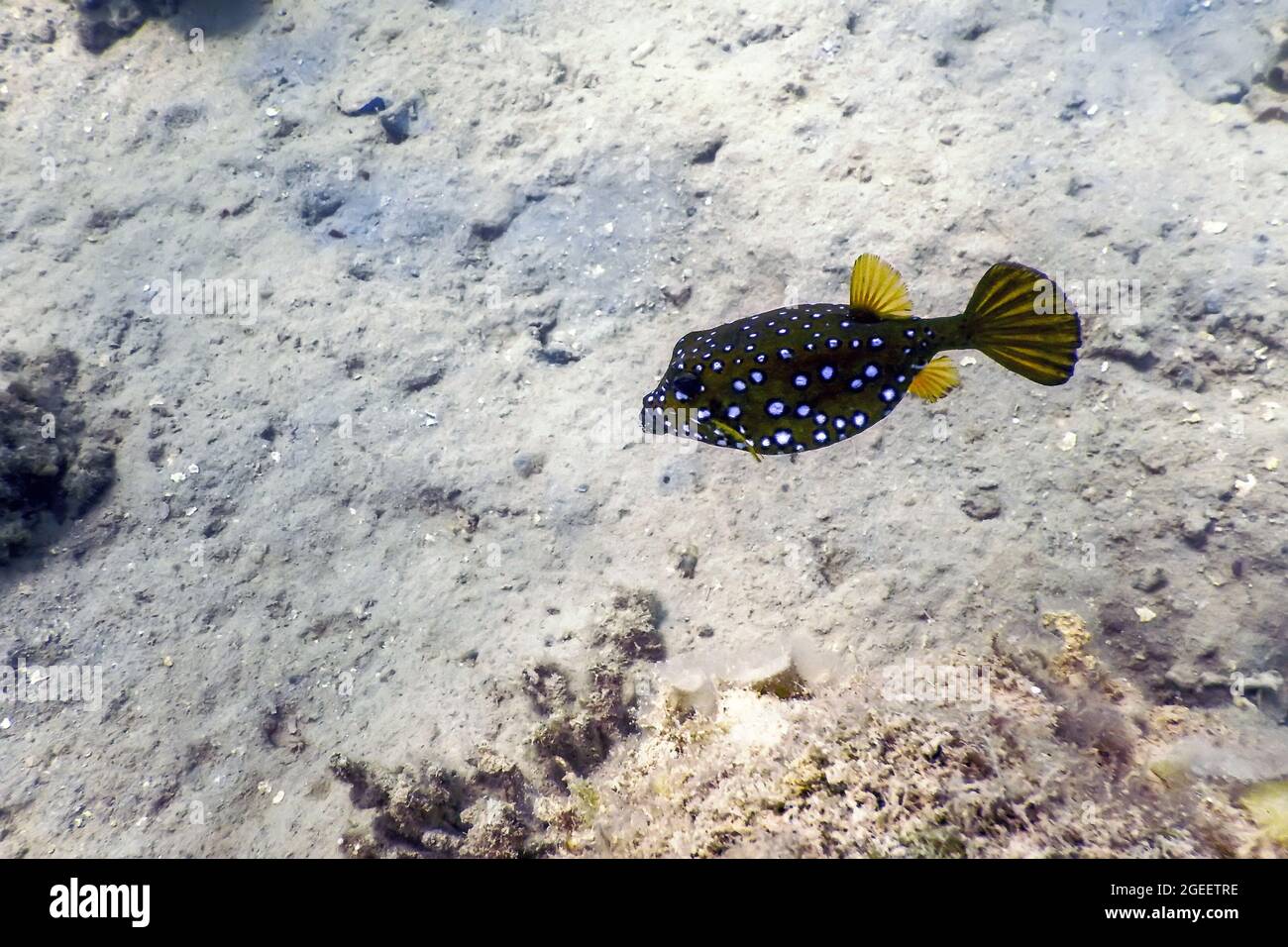 Yellow boxfish (Ostracion cubicus) Underwater, Marine life Stock Photo ...