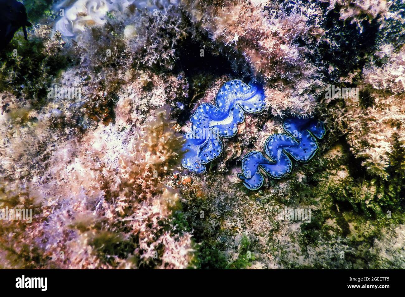 Maxima clam (Tridacna maxima) Underwater, Marine life Stock Photo - Alamy