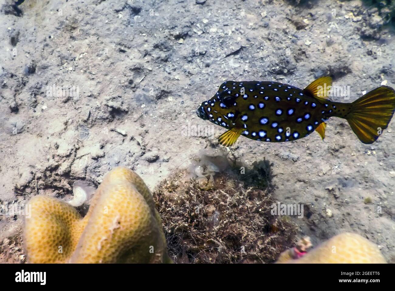 Yellow boxfish (Ostracion cubicus) Underwater, Marine life Stock Photo ...