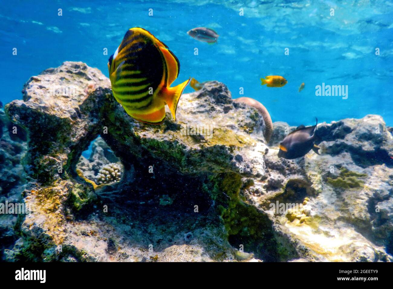 Diagonal butterflyfish (Chaetodon fasciatus) Coral fish, Tropical ...