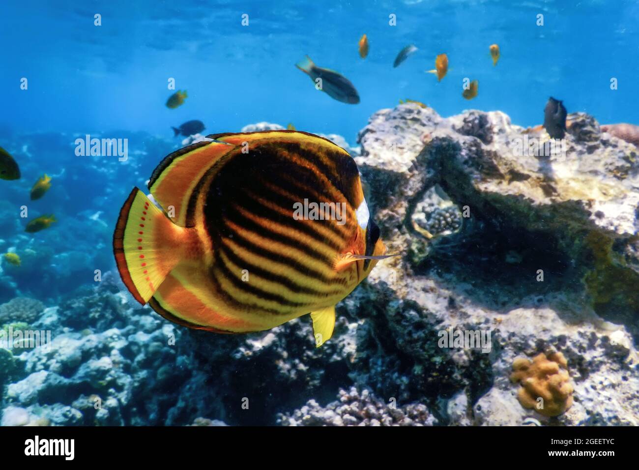 Diagonal butterflyfish (Chaetodon fasciatus) Coral fish, Tropical ...
