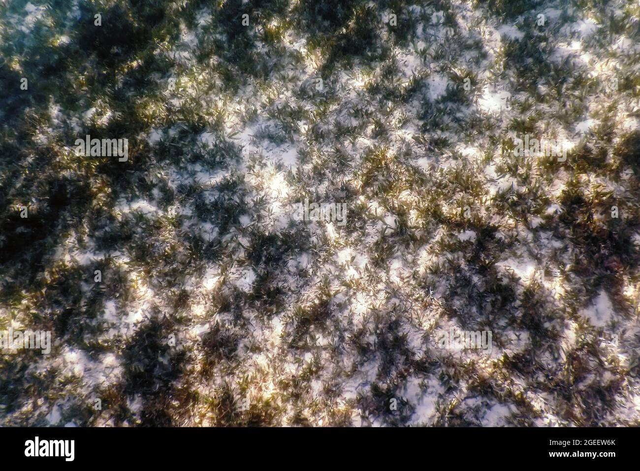 Seaweed, Seaweed Underwater, Seaweed Shallow Water near surface Stock ...