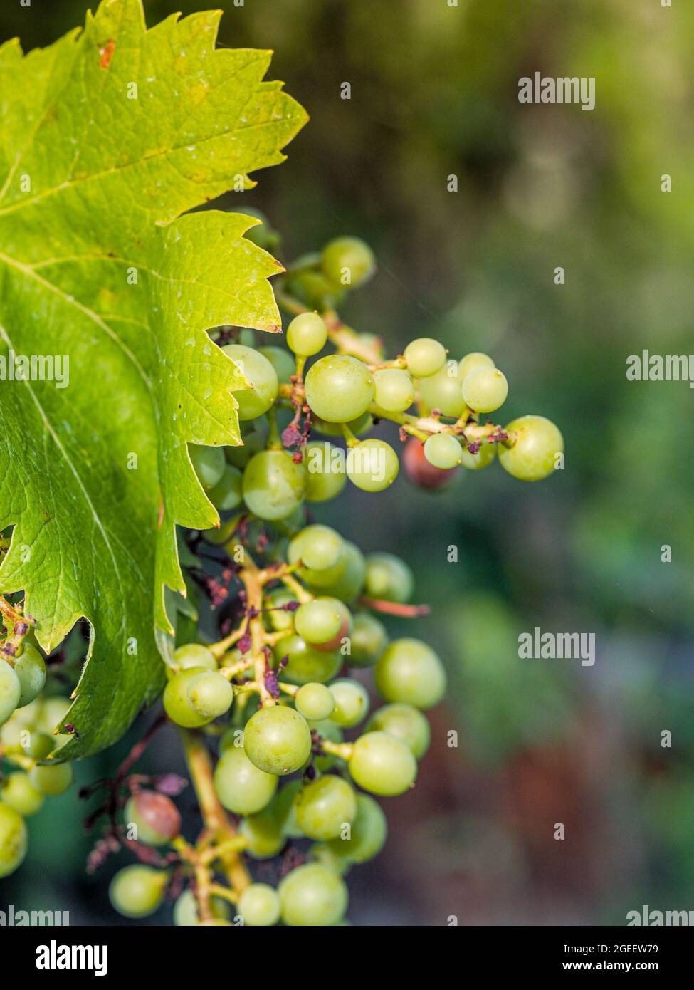 Vertical shot ripening grapes hi-res stock photography and images - Alamy
