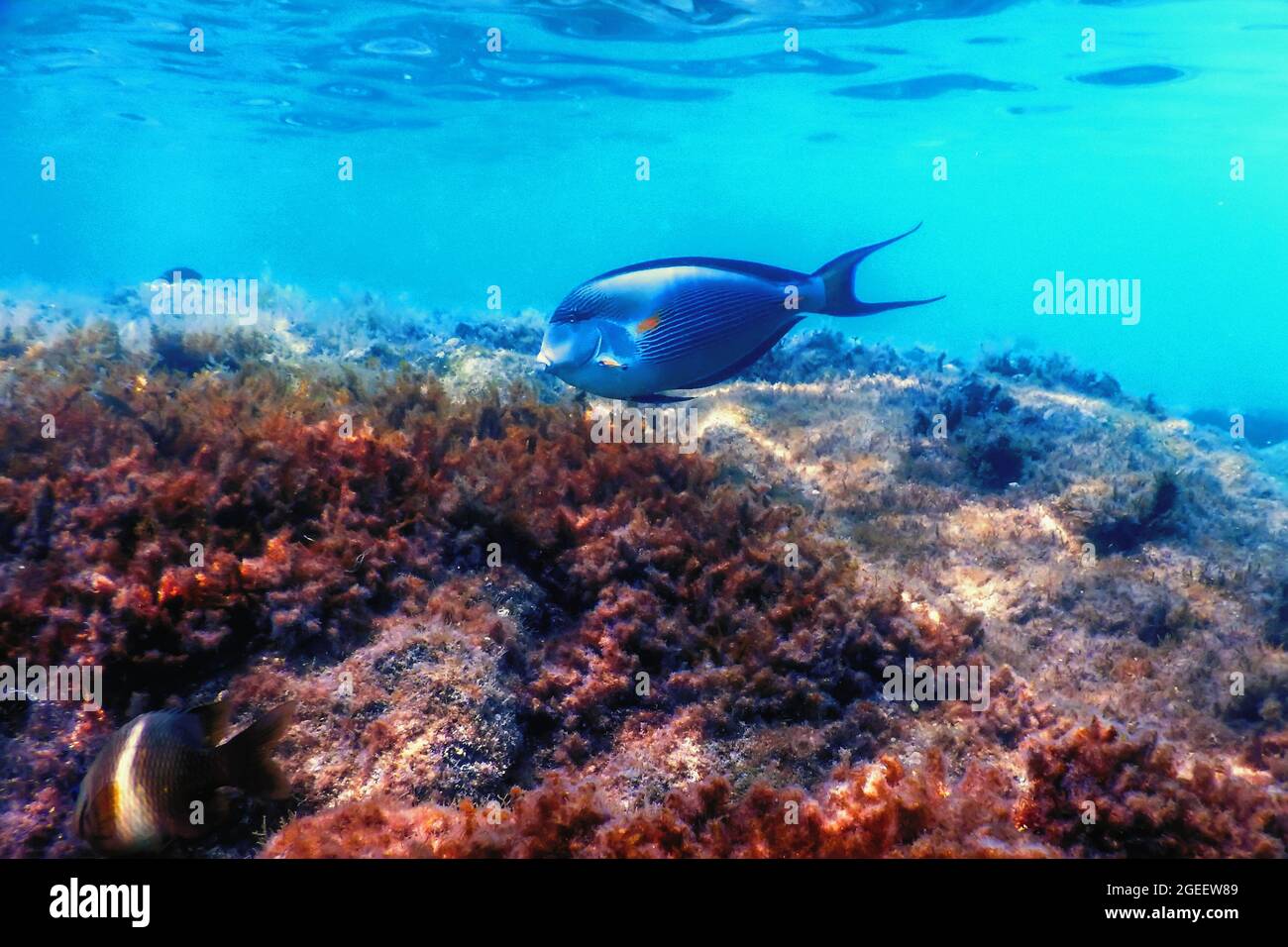 The Sohal Surgeonfish, sohal tang (Acanthurus sohal) Marine life Stock ...