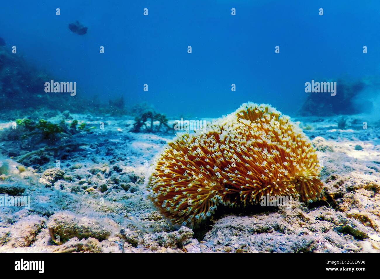 Polyps of the coral, Underwater landscape reef, Blue underwater ...