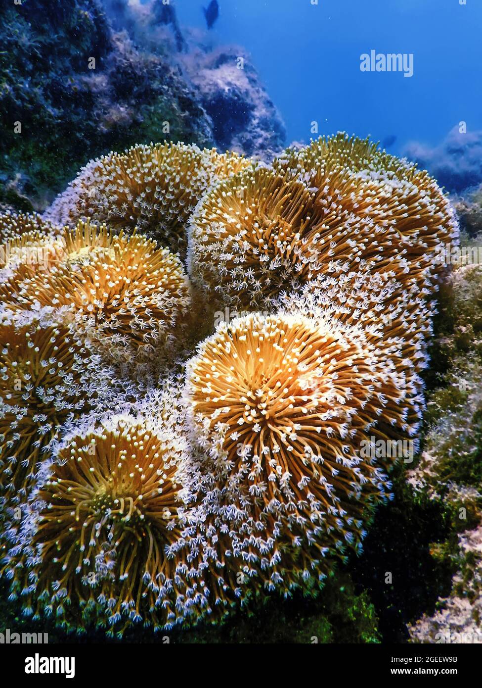 Polyps of the coral, Underwater landscape reef, Blue underwater ...