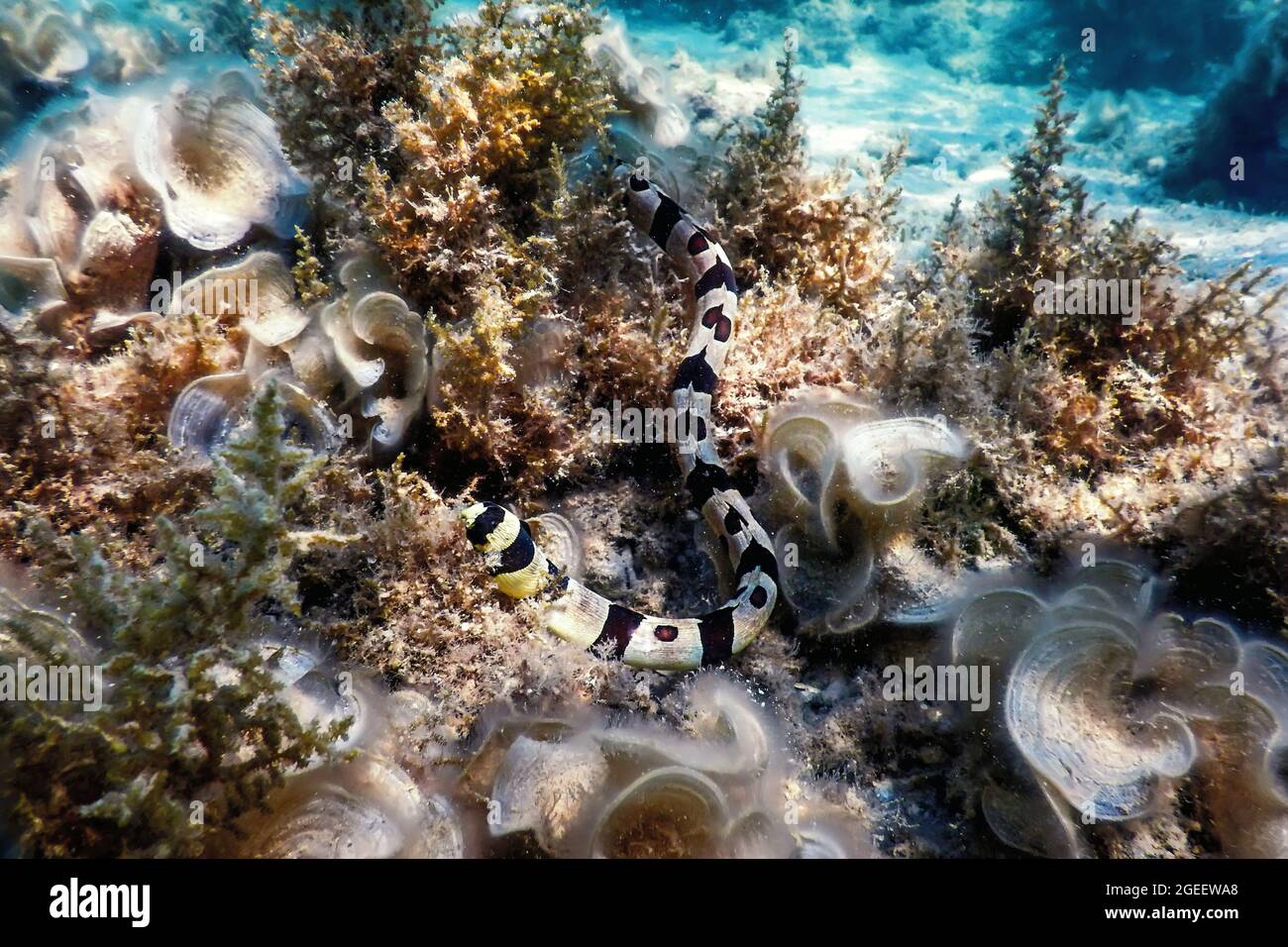 Sea Snake Reef High Resolution Stock Photography and Images - Alamy