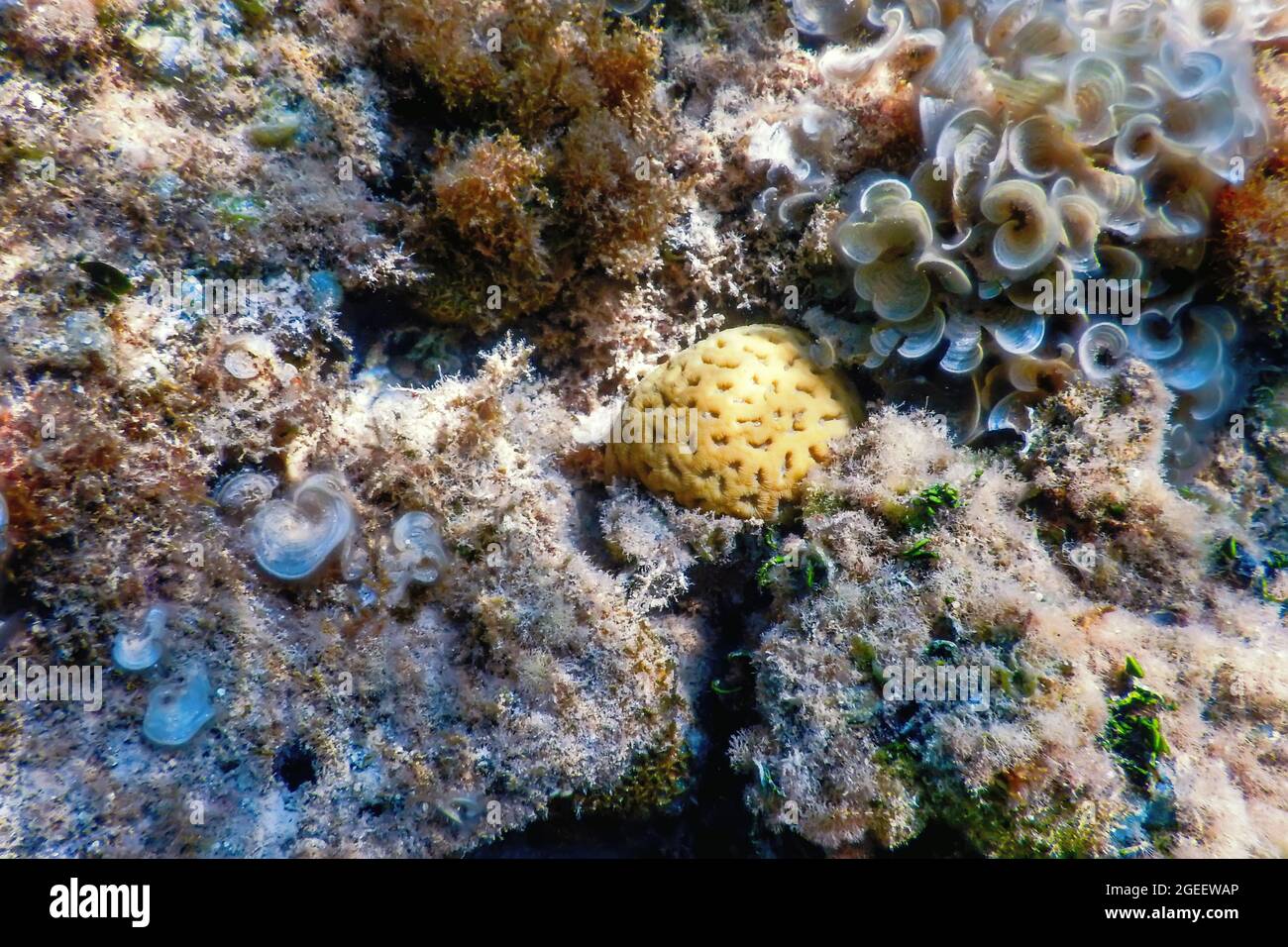 Brain coral in the bottom of the sea, Marine life Stock Photo - Alamy