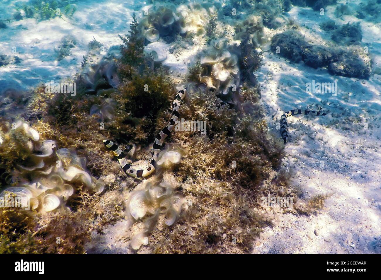Banded snake eel (Myrichthys Colubrinus) Tropical waters, Marine life ...