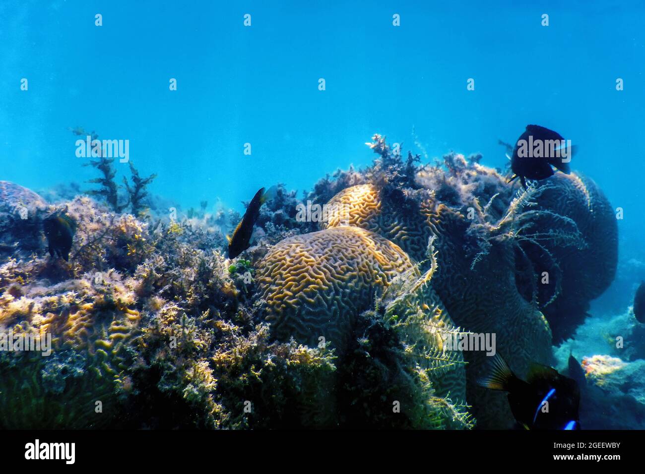 Brain coral in the bottom of the sea, Marine life Stock Photo - Alamy