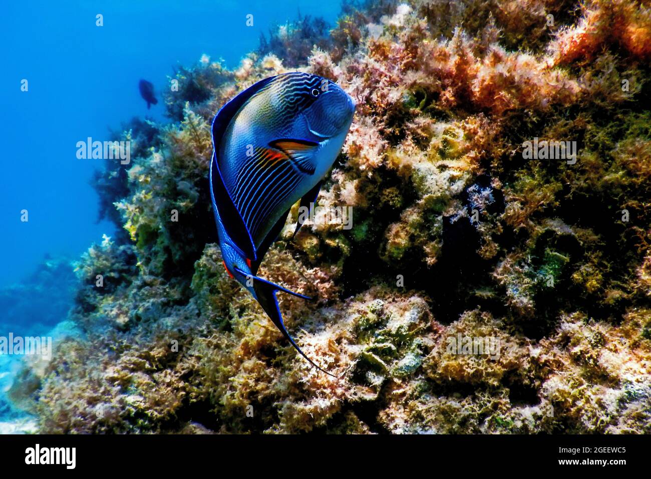 The Sohal Surgeonfish, sohal tang (Acanthurus sohal) Marine life Stock ...