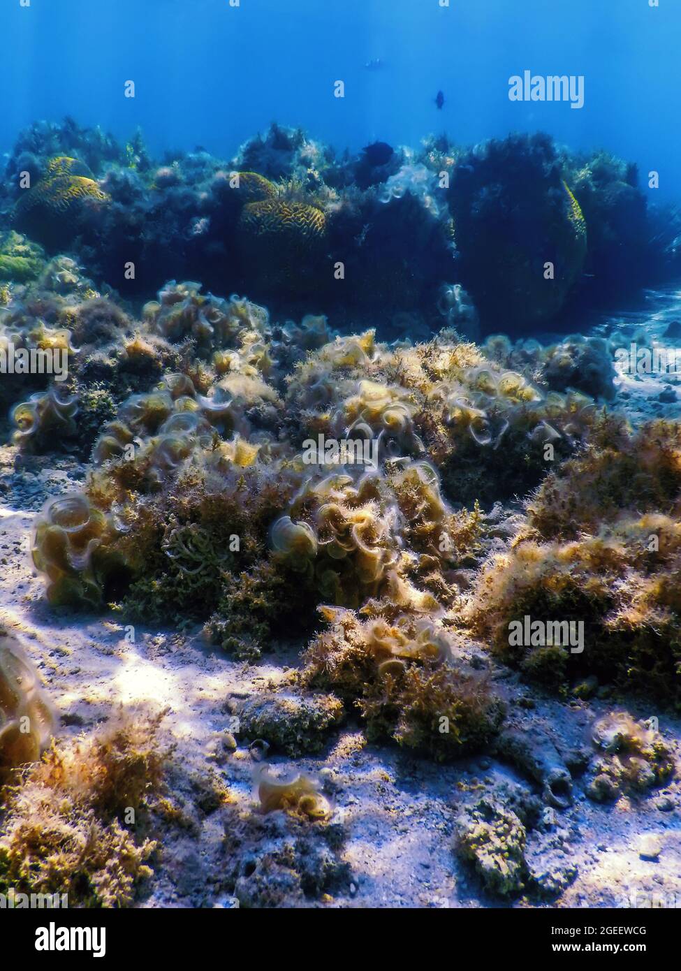 Underwater landscape reef with algae, Blue underwater background Stock ...