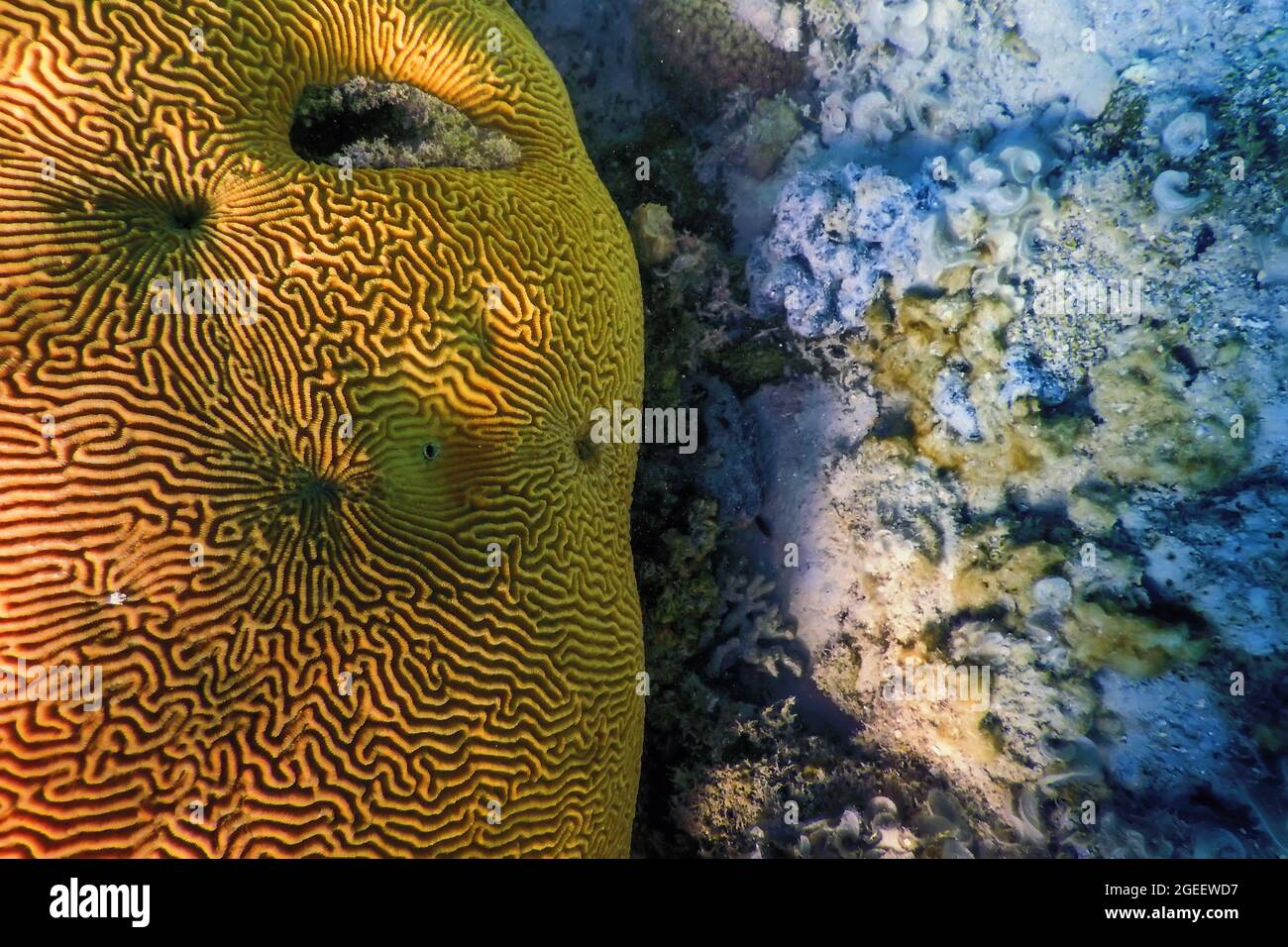 Brain coral in the bottom of the sea, Marine life Stock Photo - Alamy