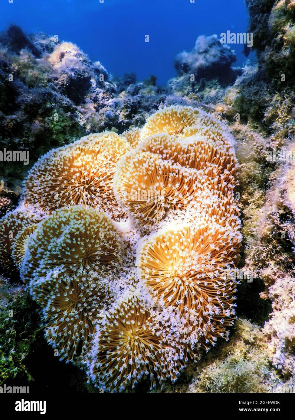 Polyps of the coral, Underwater landscape reef, Blue underwater ...
