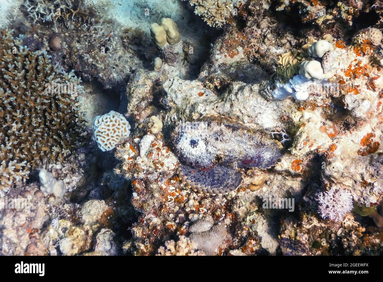 Stonefish mouth hi-res stock photography and images - Alamy
