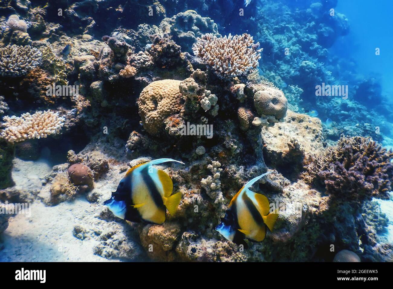Masked bannerfish (Heniochus monoceros) Coral fish, Tropical waters ...