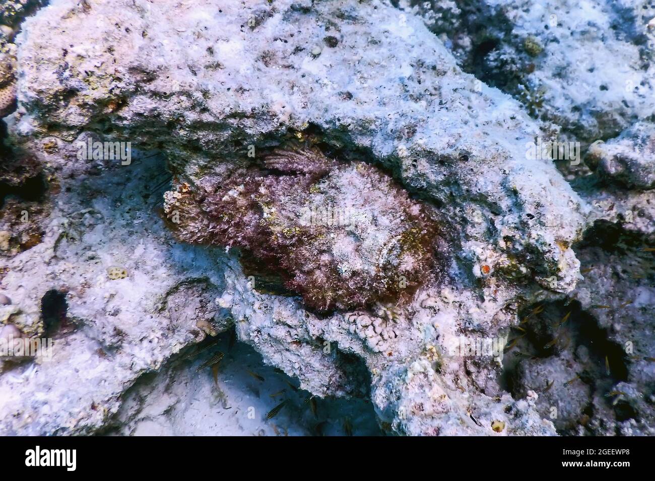 Stonefish (Synanceia verrucosa) Reef stonefish, Tropical waters, Marine ...
