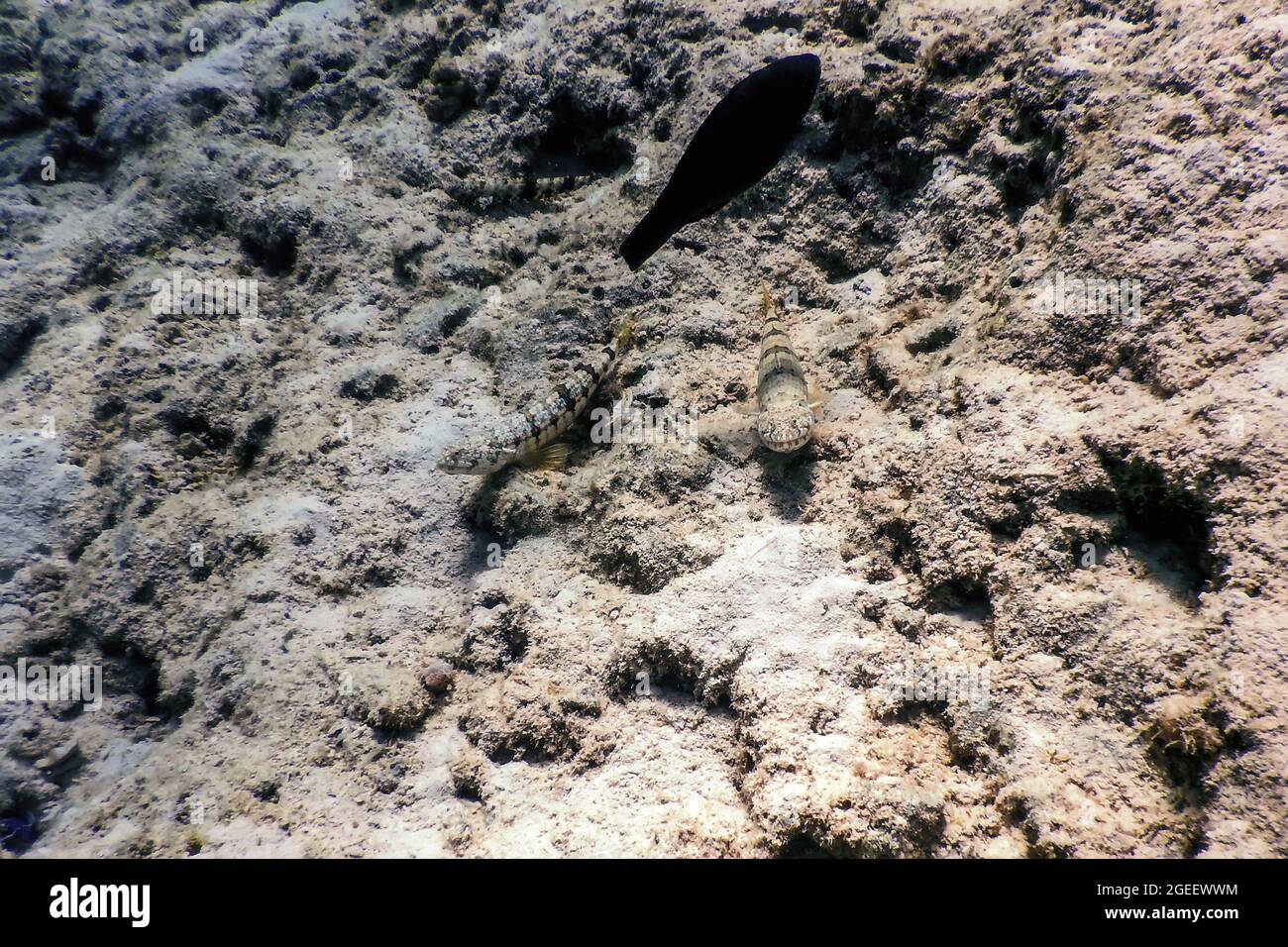 Variegated lizardfish (Synodus variegatus) Underwater, Marine life ...