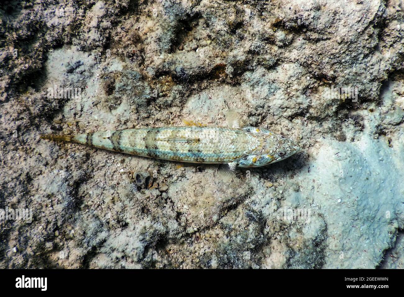 Variegated lizardfish (Synodus variegatus) Underwater, Marine life ...