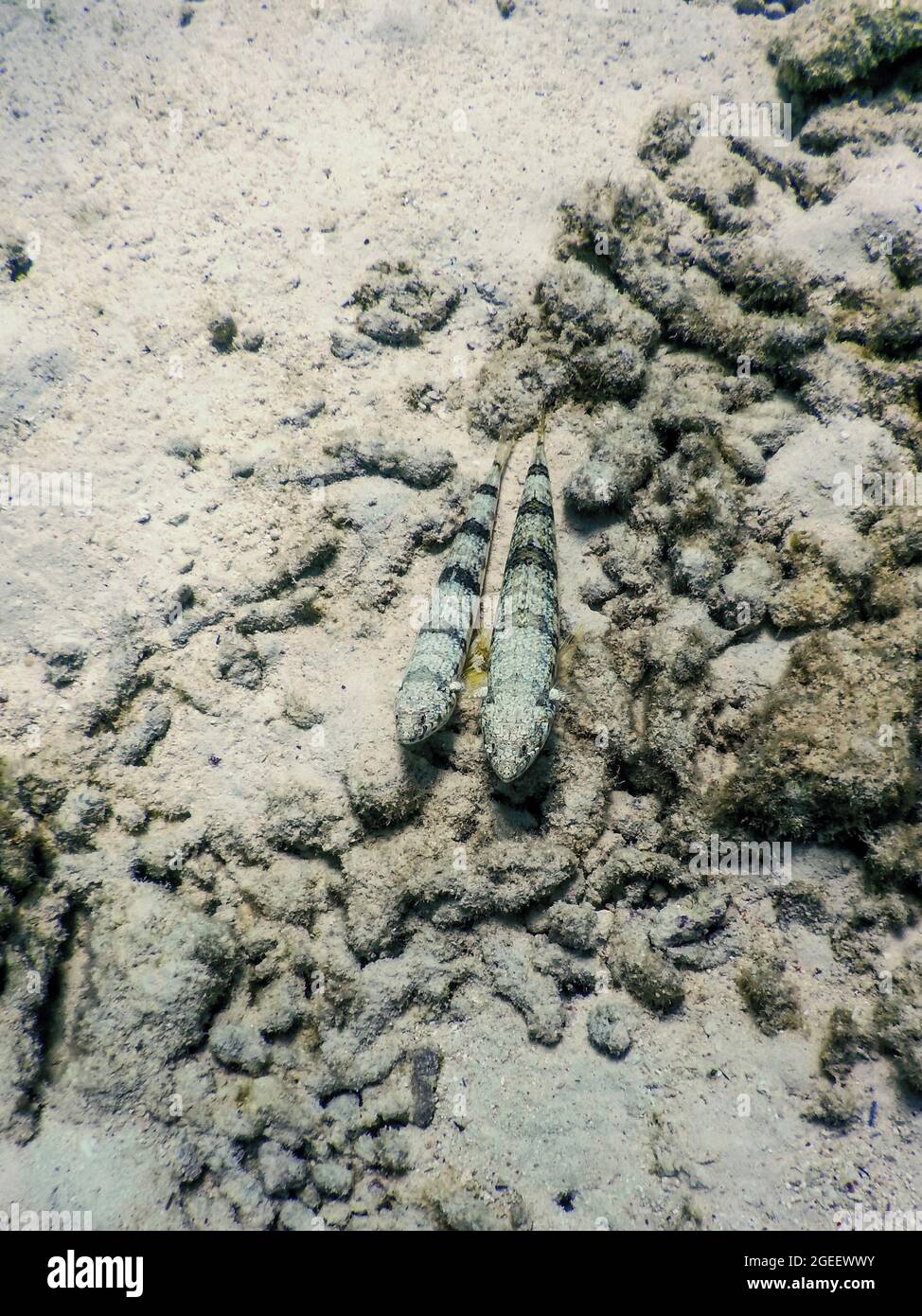 Variegated lizardfish (Synodus variegatus) Underwater, Marine life ...