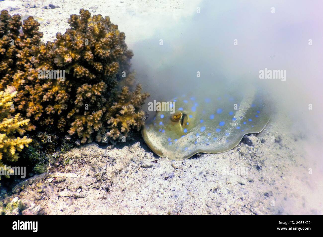 Bluespotted stingray, Bluespotted ribbontail ray (Taeniura lymma ...