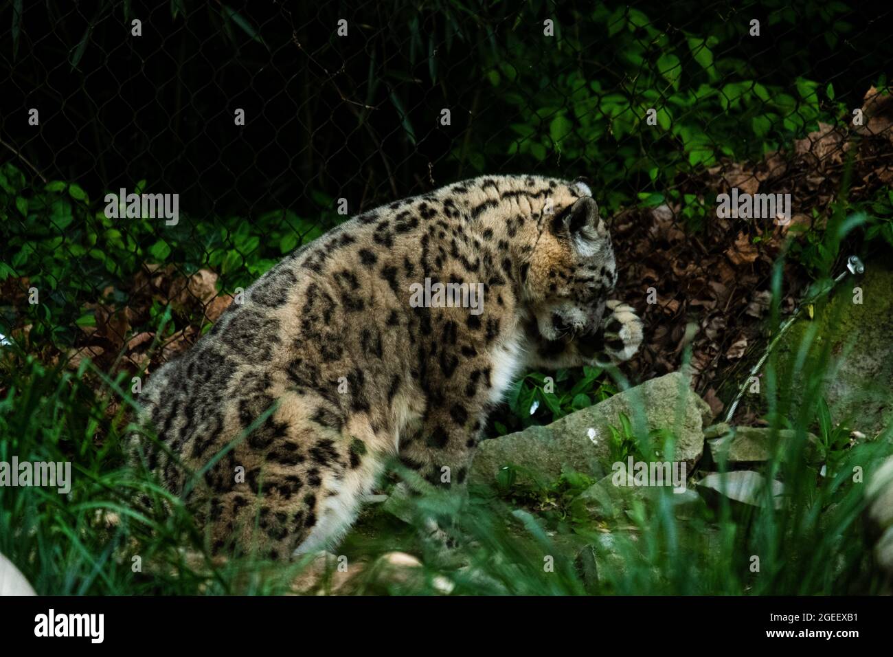 Cute snow leopard hi-res stock photography and images - Alamy