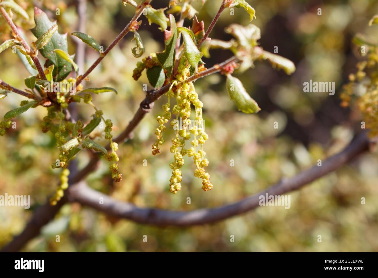 California scrub oak hi-res stock photography and images - Alamy