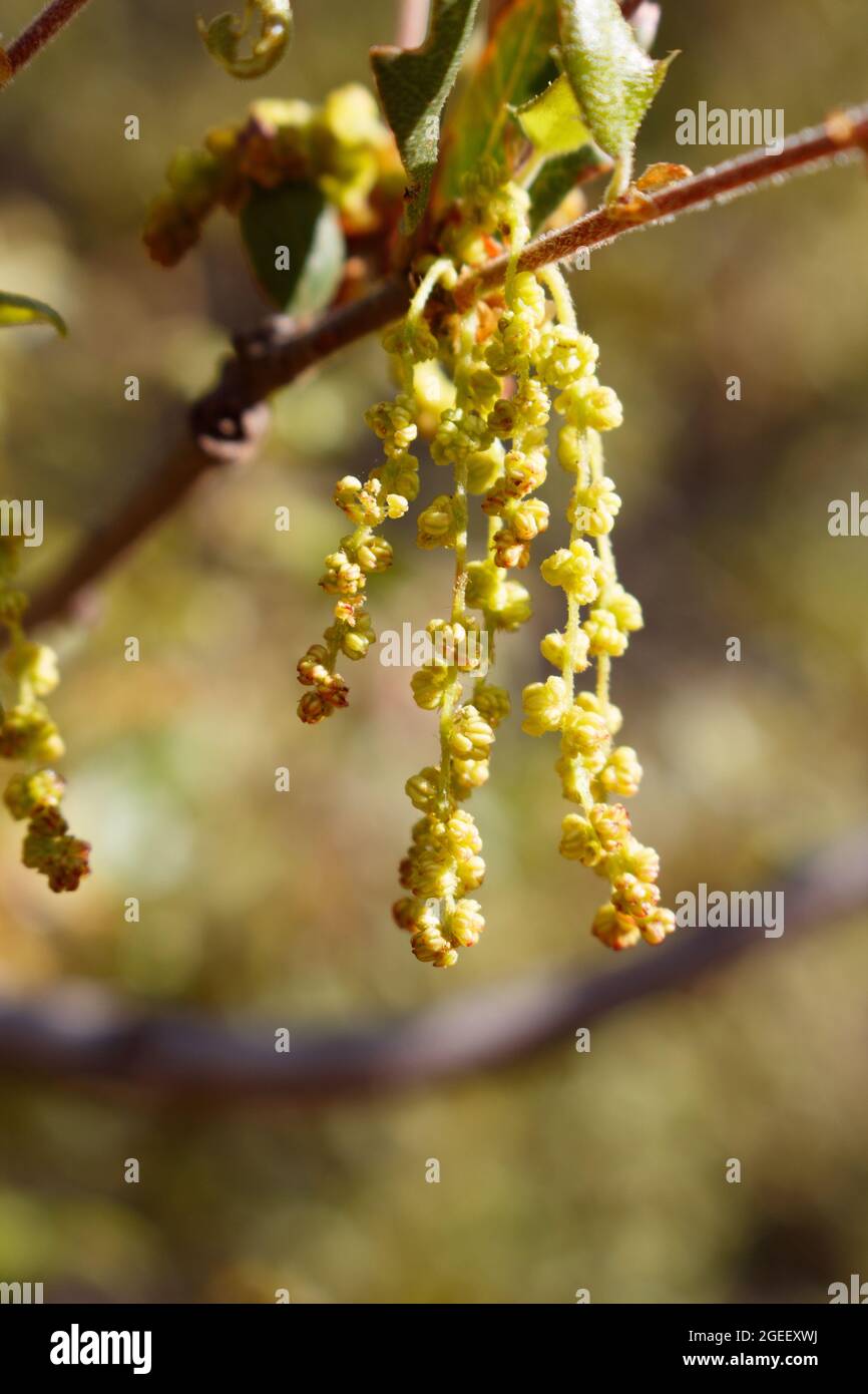 Scrub oak hi-res stock photography and images - Alamy